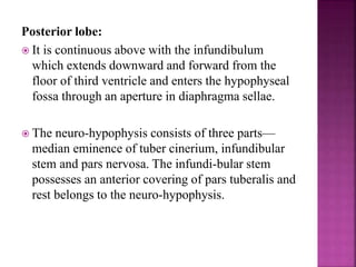 HYPOPHYSIS CEREBRI-Anatomy.pptx