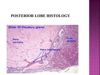 Pituitary Gland Slide Labeled