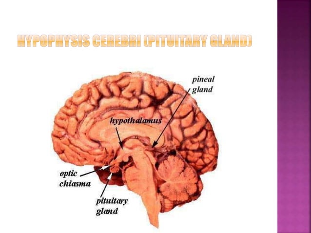HYPOPHYSIS CEREBRI-Anatomy.pptx