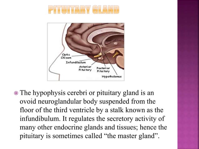 HYPOPHYSIS CEREBRI-Anatomy.pptx