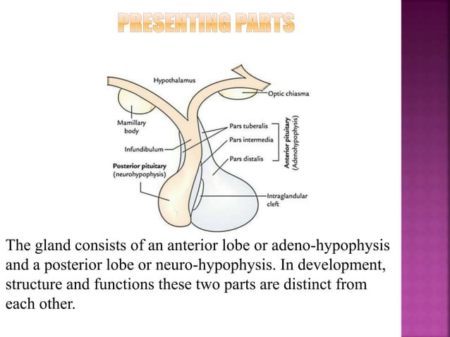 HYPOPHYSIS CEREBRI-Anatomy.pptx