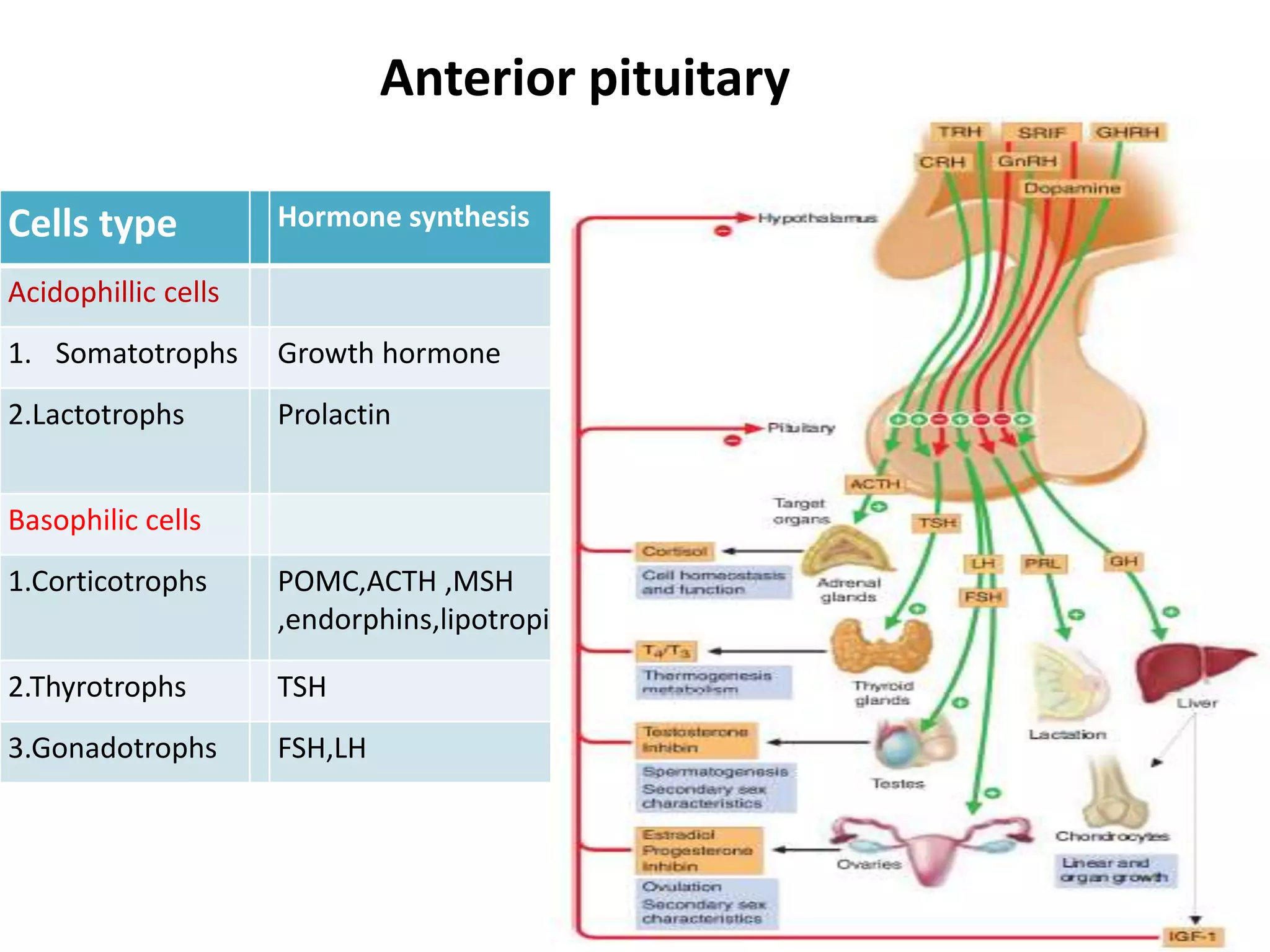 Hypopituitarism | PPTX