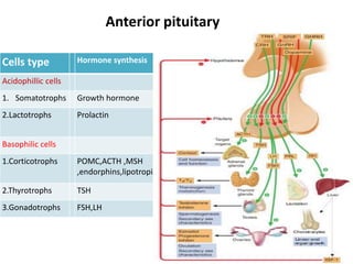 Hypopituitarism | PPTX | Thyroid Disorders | Endocrine and Metabolic ...