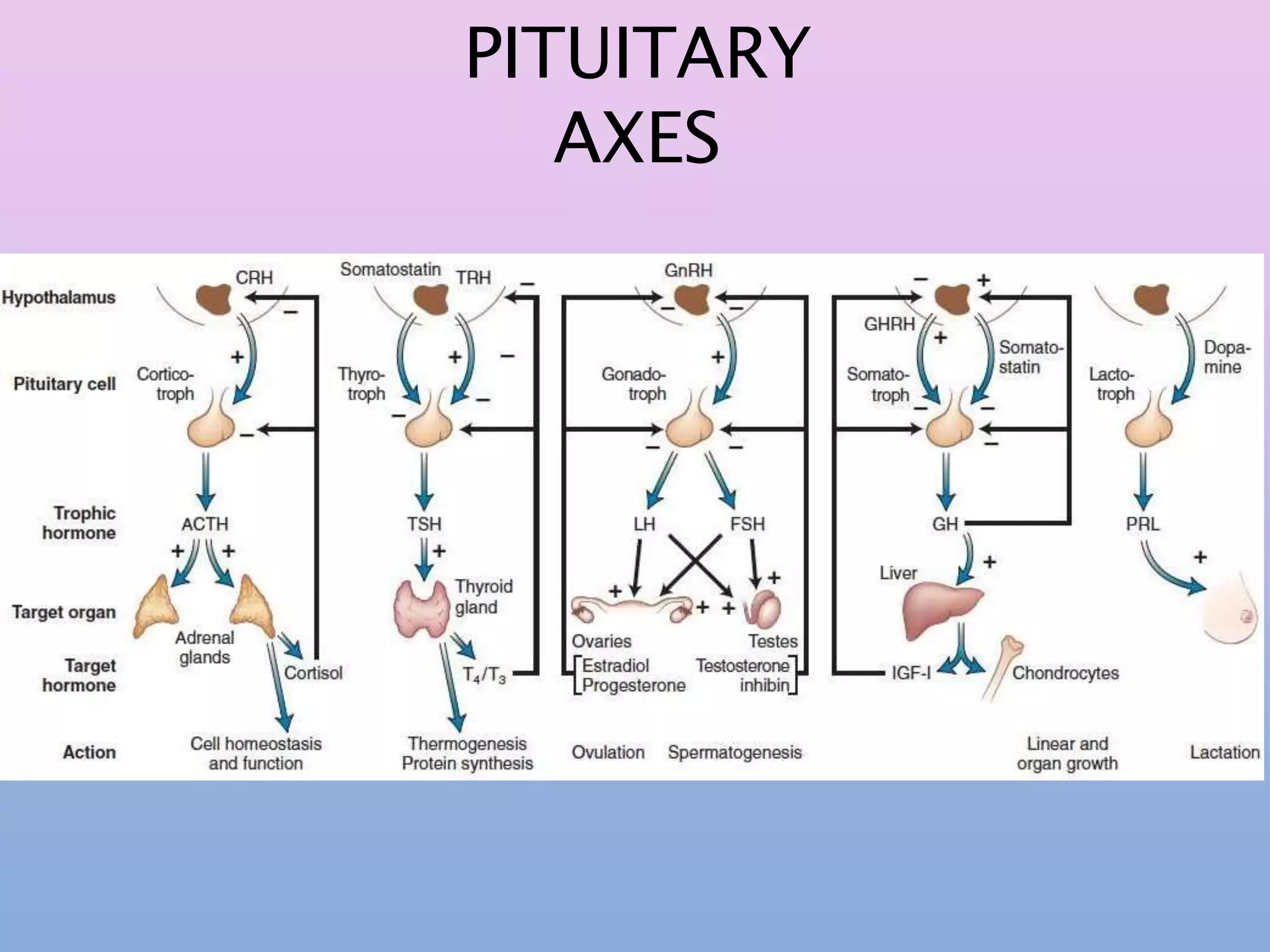 HYPOPITUITARISM1.pptx