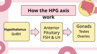 HYPOTHALAMIC-PITUITARY-GONADAL-HPG-AXIS-1.pptx