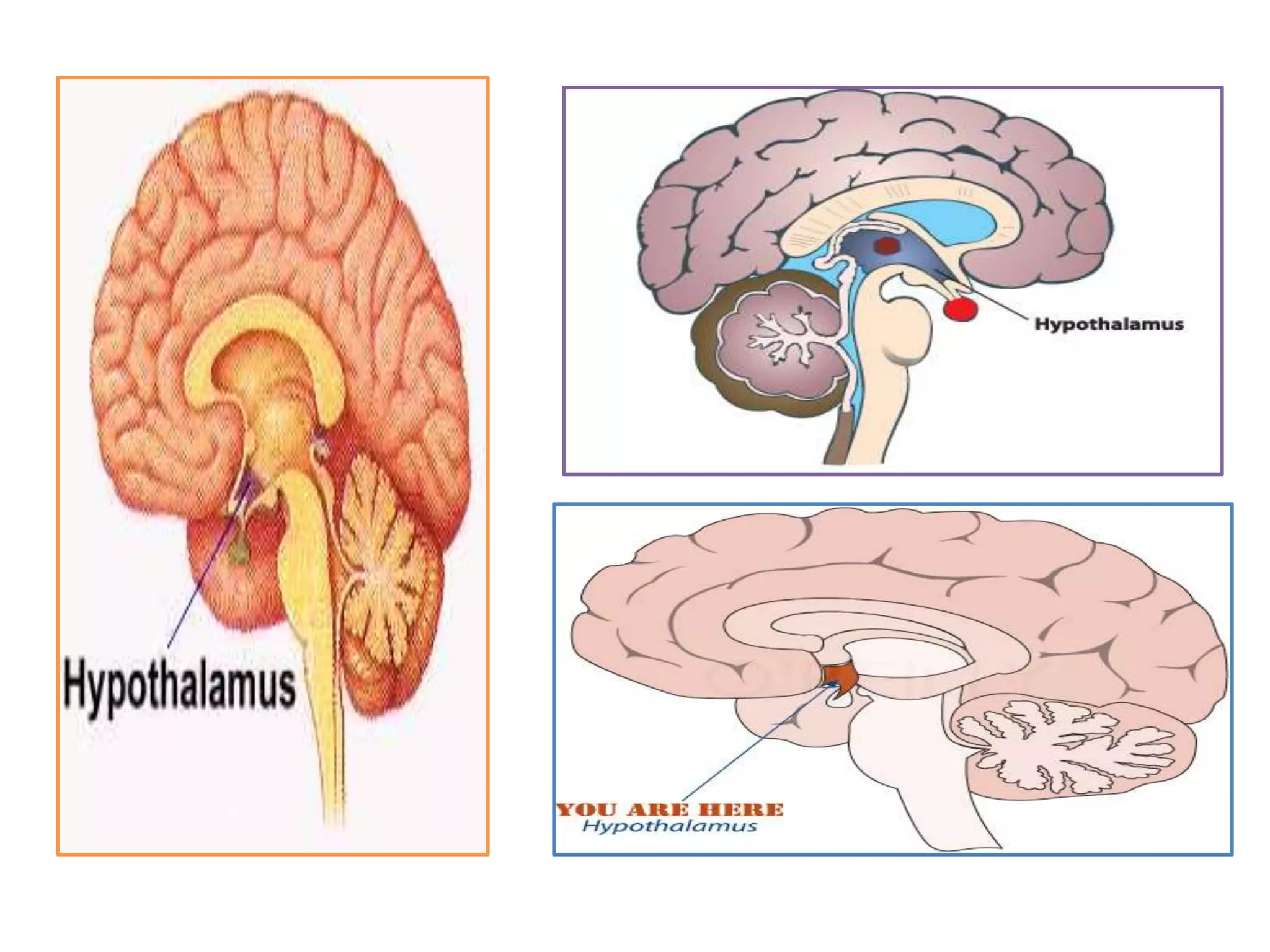 Hypothalamus | PPTX