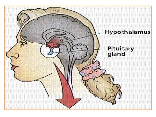 Hypothalamus