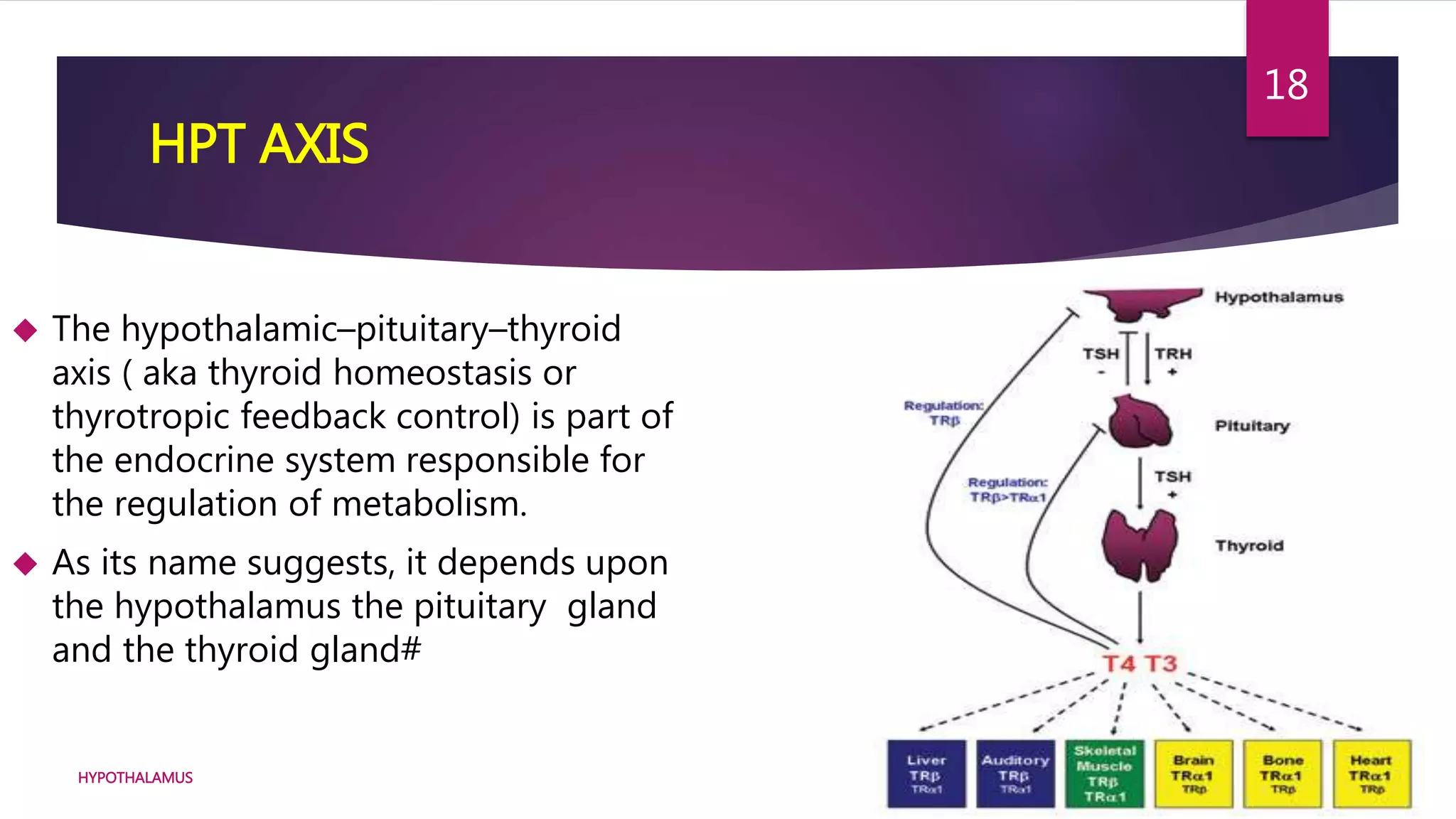 Hypothalamus | PPTX