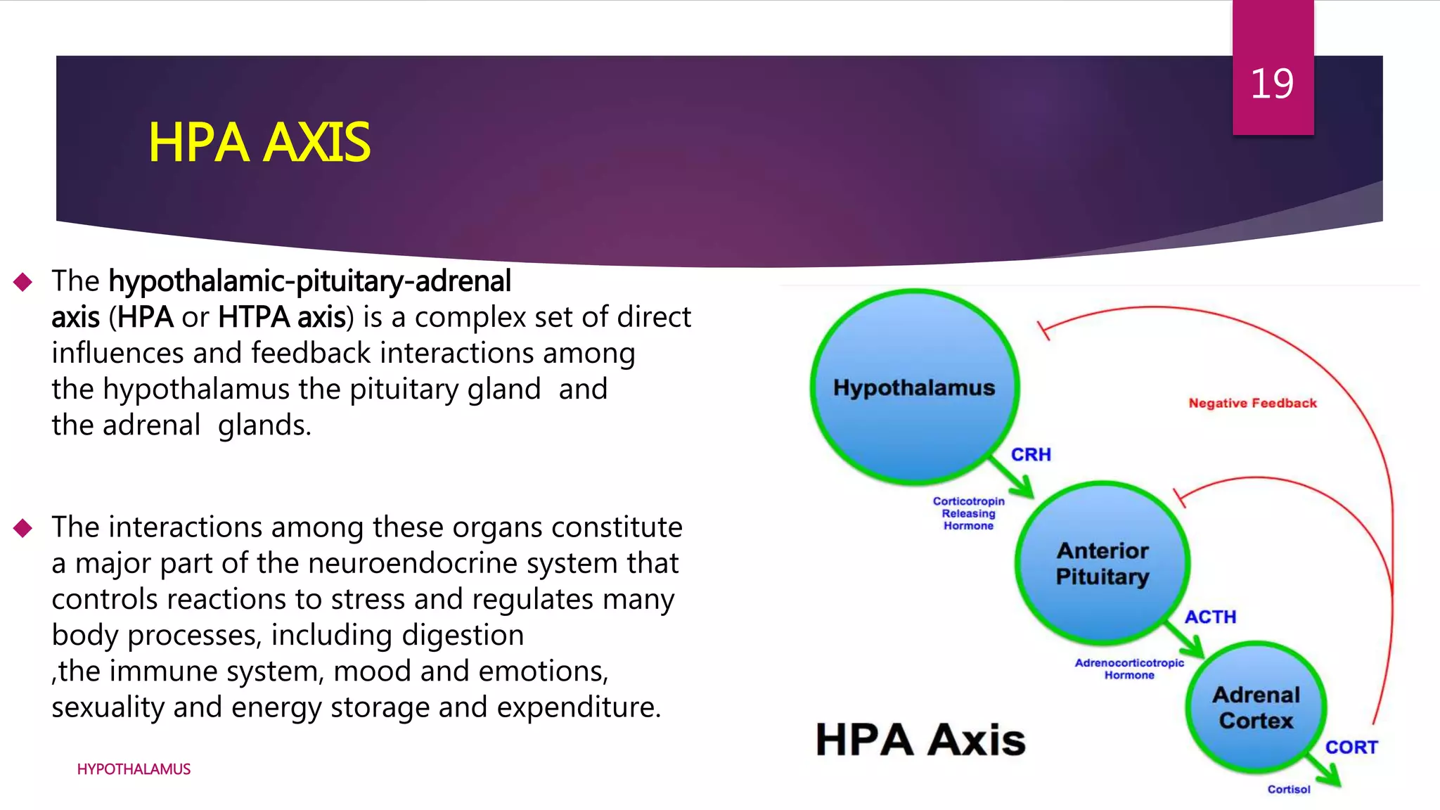 Hypothalamus | PPTX