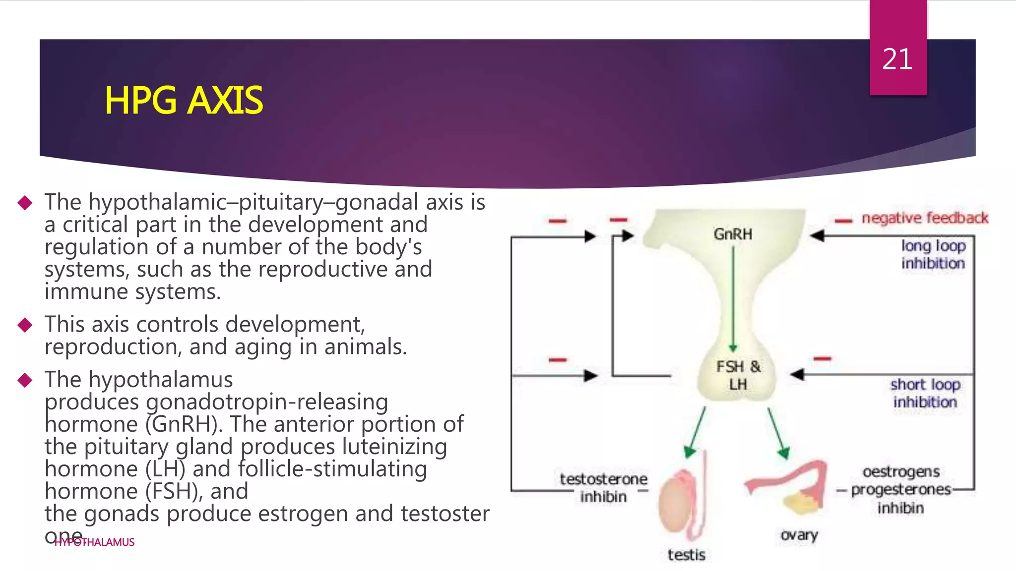 Hypothalamus | PPTX