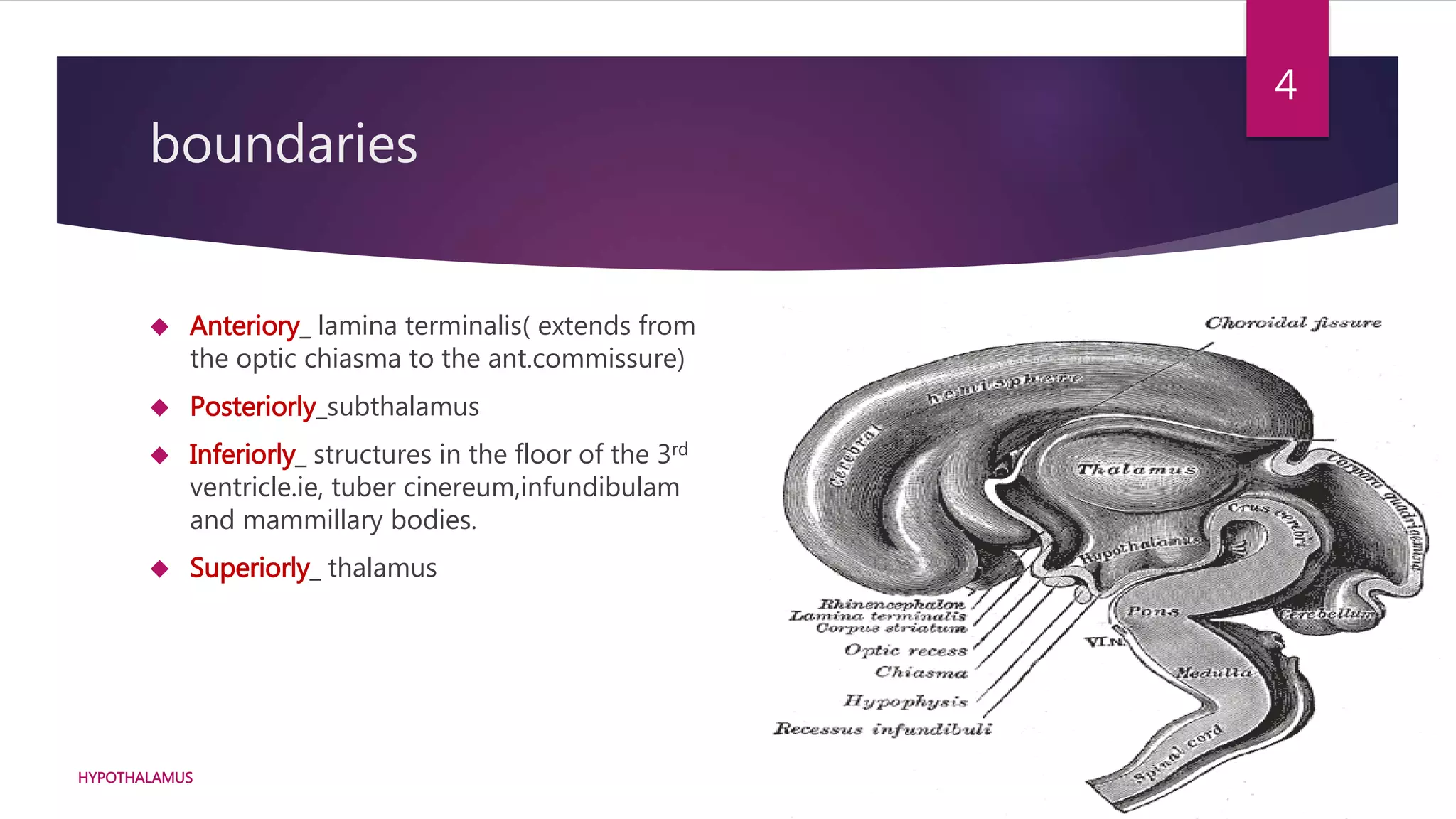 Hypothalamus | PPTX