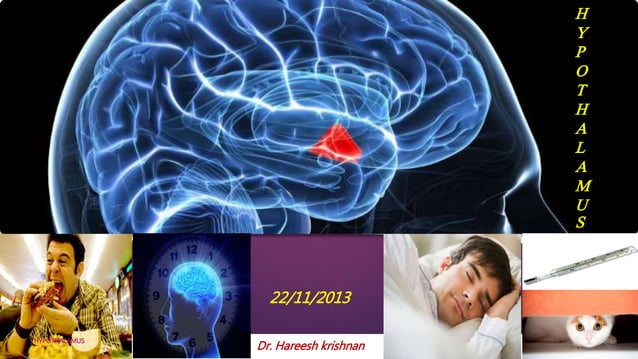 Hypothalamus | PPTX | Endocrine and Metabolic Diseases | Diseases and ...