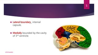 Hypothalamus | PPTX