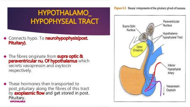 Hypothalamus