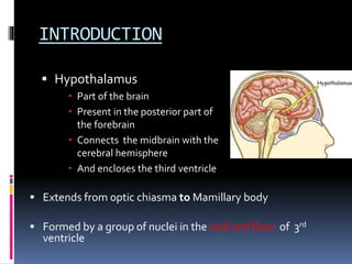 Hypothalamus Function And Location