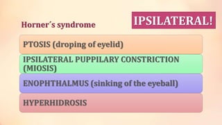 Hypothalamus | PPSX