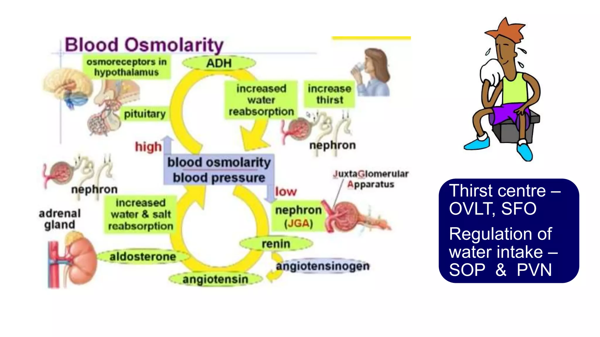 Hypothalamus | PPTX