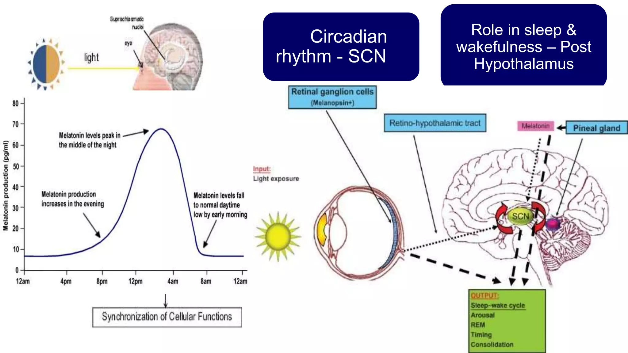Hypothalamus | PPTX