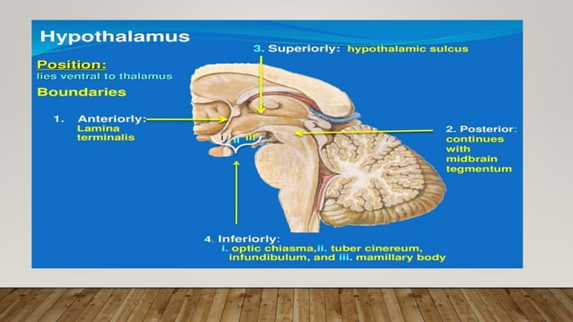 Hypothalamus | PPTX