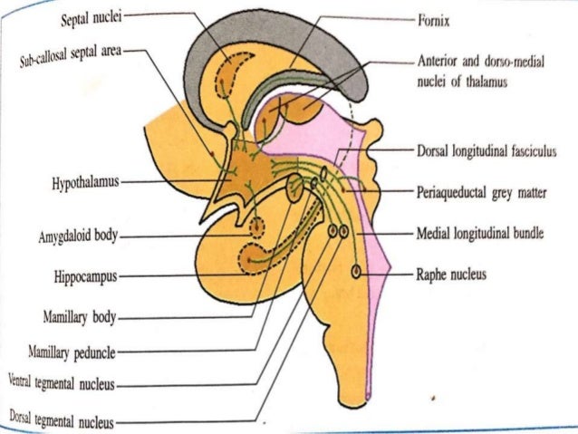 Hypothalamus.pptx