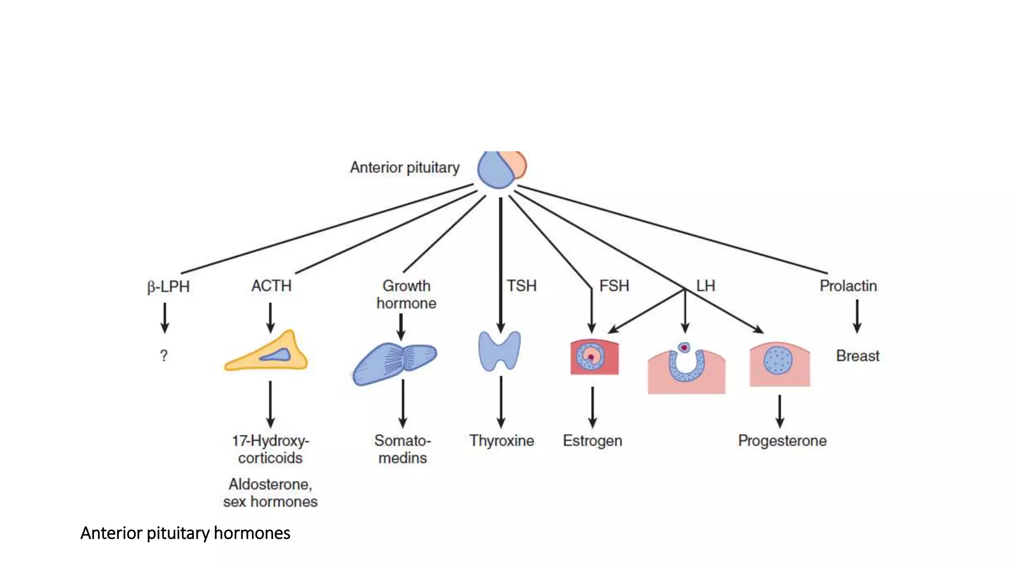 Hormones of The Hypothalamus.pptx