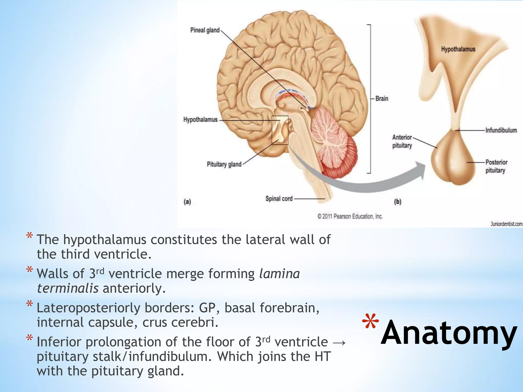 Hypothalamus.pptx