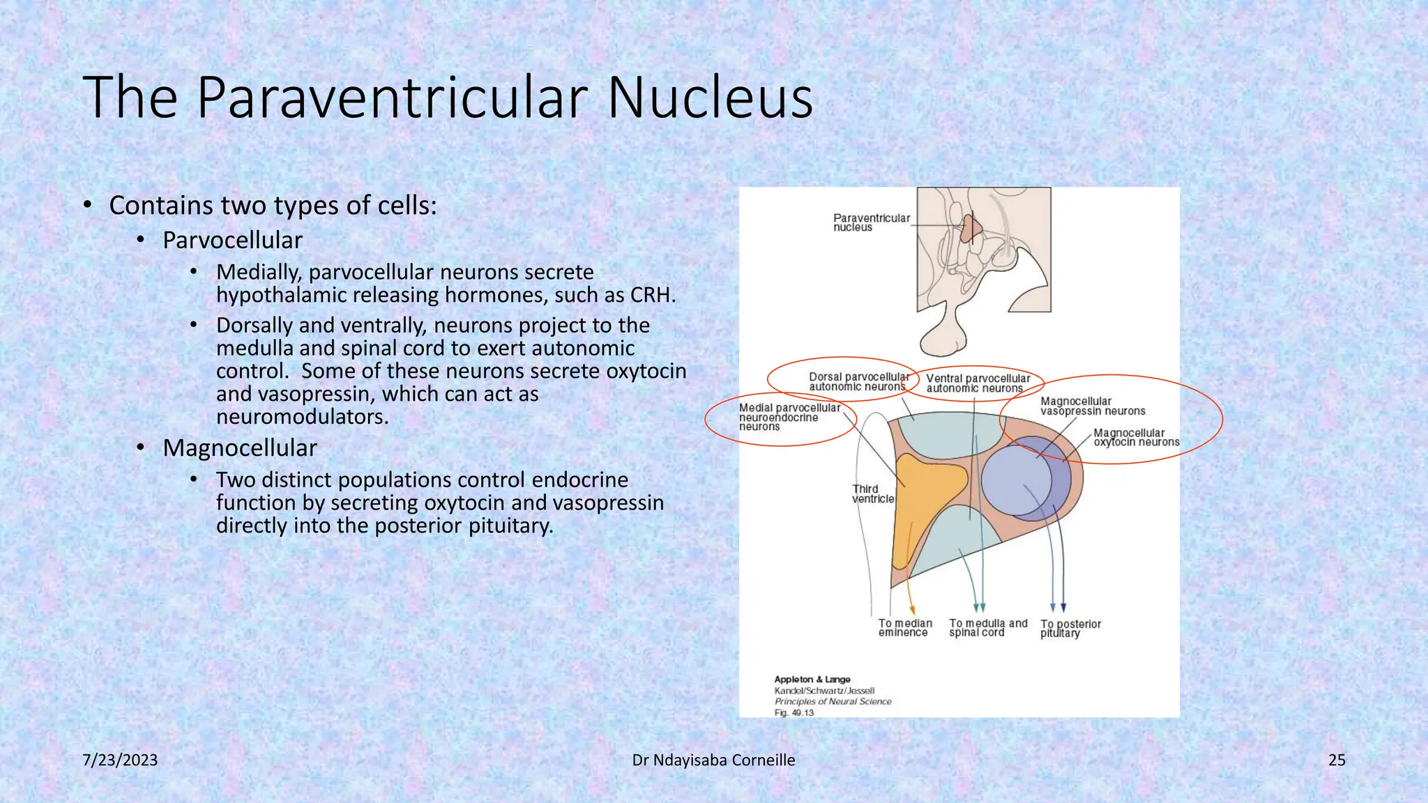 ANATOMY and PHYSIOLOGY _OF _HYPOTHALAMUS | PDF