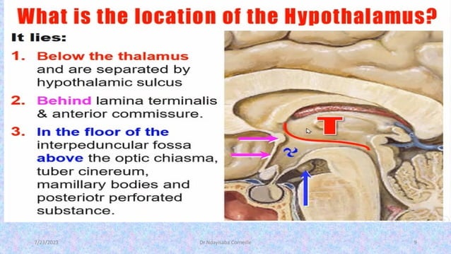 ANATOMY and PHYSIOLOGY _OF _HYPOTHALAMUS | PDF | Brain and Nervous ...