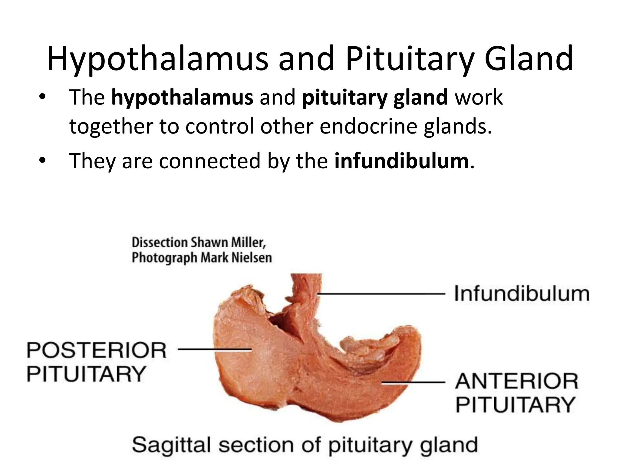 hypothalamus-and-pituitary-hormones.pptx