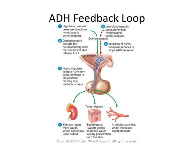 hypothalamus-and-pituitary-hormones.pptx | Thyroid Disorders ...