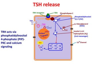 Hypothalamus pituitary-thyroid | PPTX