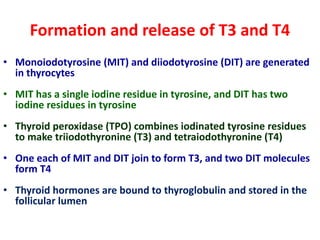 Hypothalamus pituitary-thyroid | PPTX