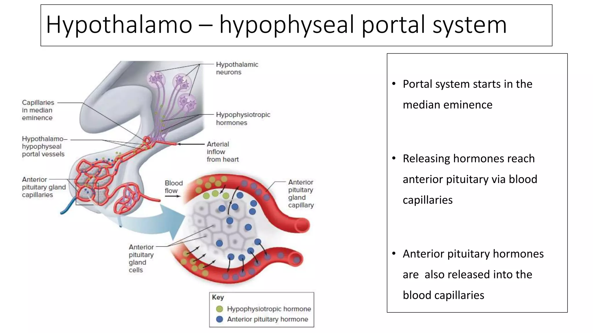 Physiology of hypothalamus | PPTX