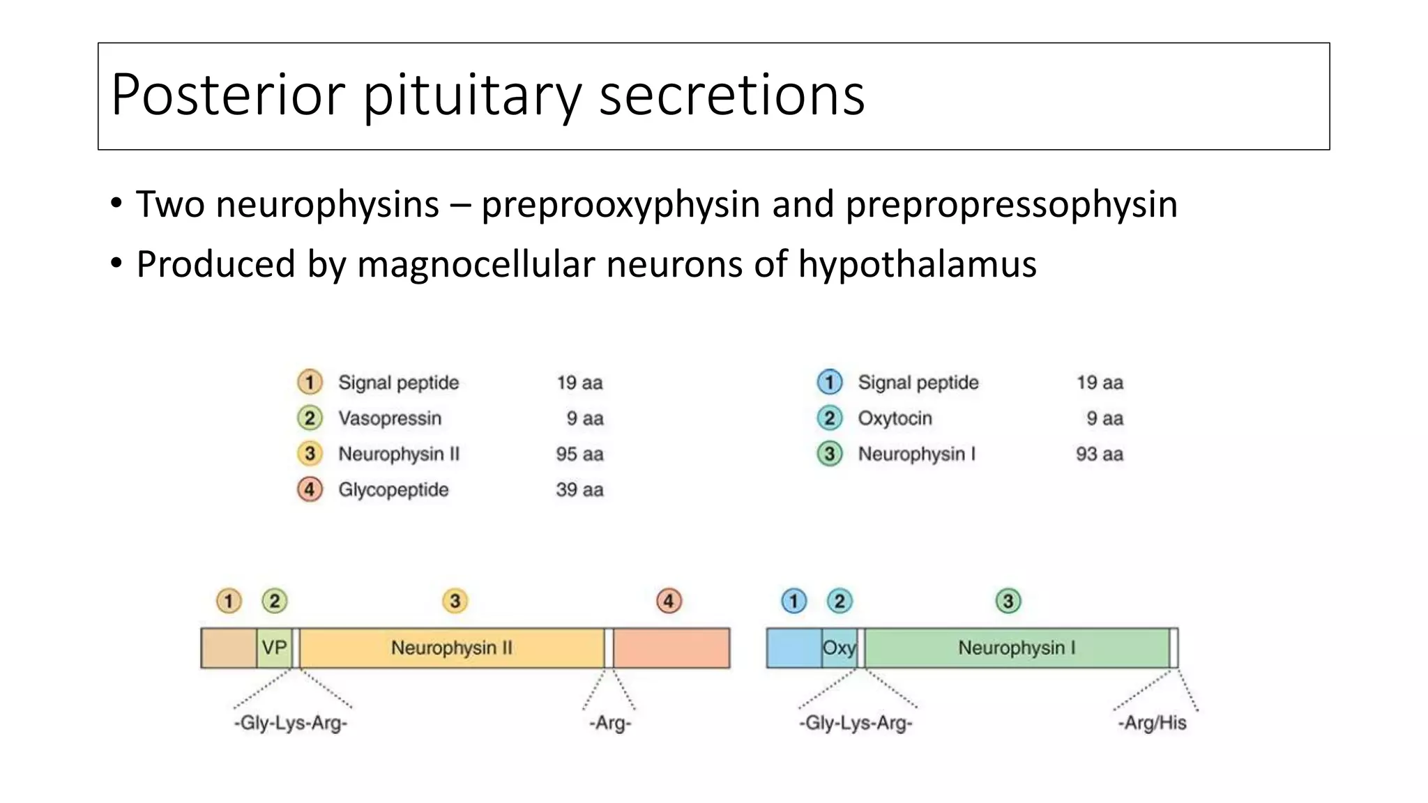 Physiology of hypothalamus | PPTX