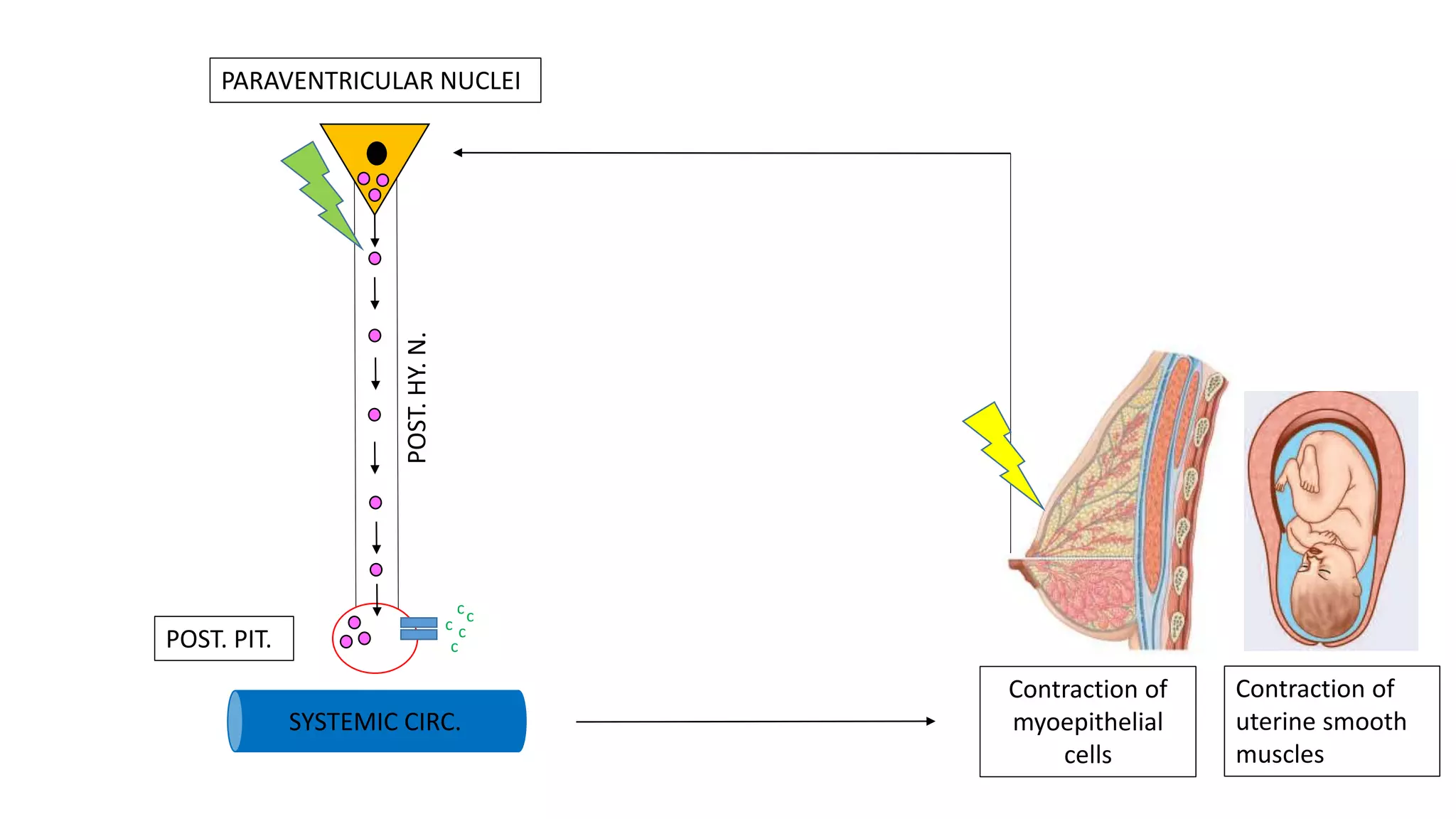 Physiology of hypothalamus | PPTX