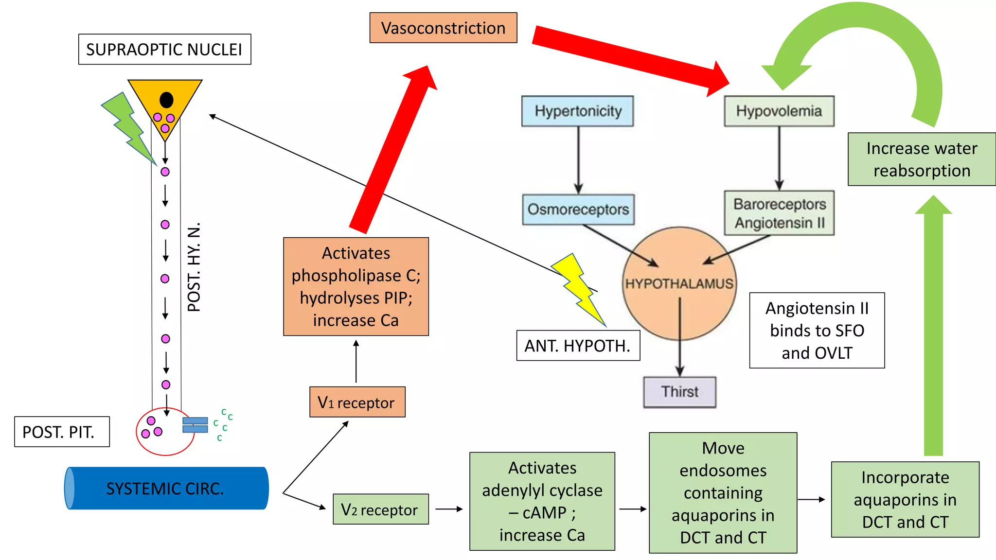 Physiology of hypothalamus | PPTX