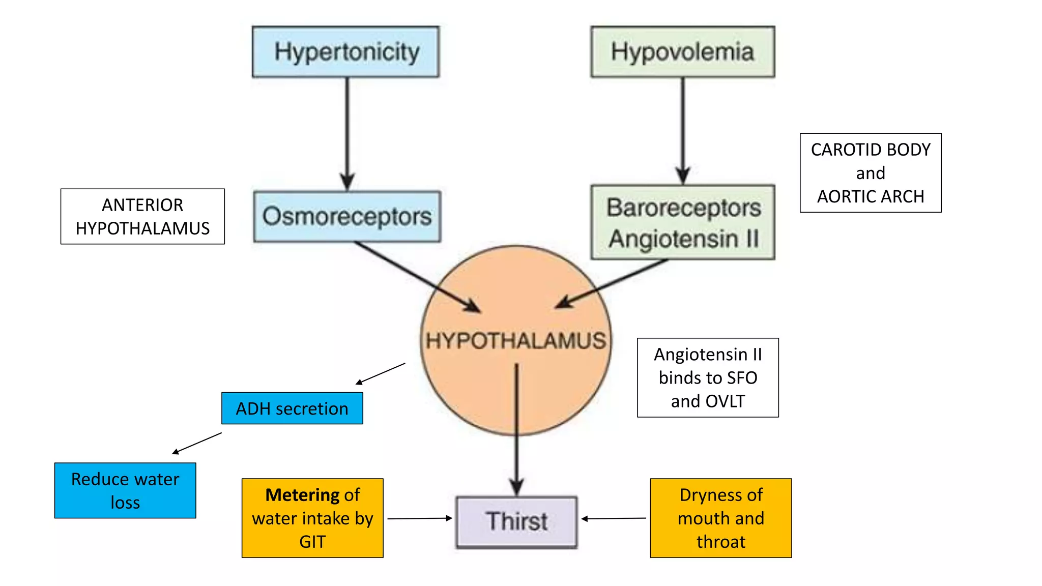 Physiology of hypothalamus | PPTX