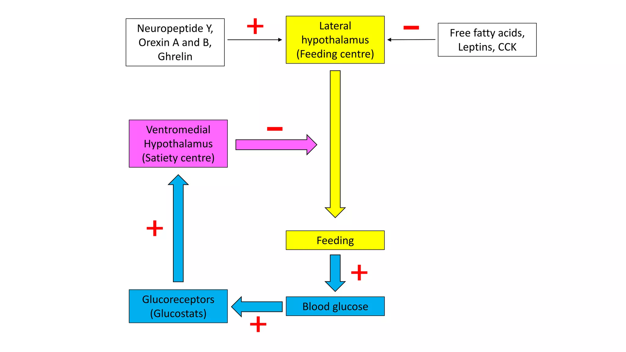 Physiology of hypothalamus | PPTX