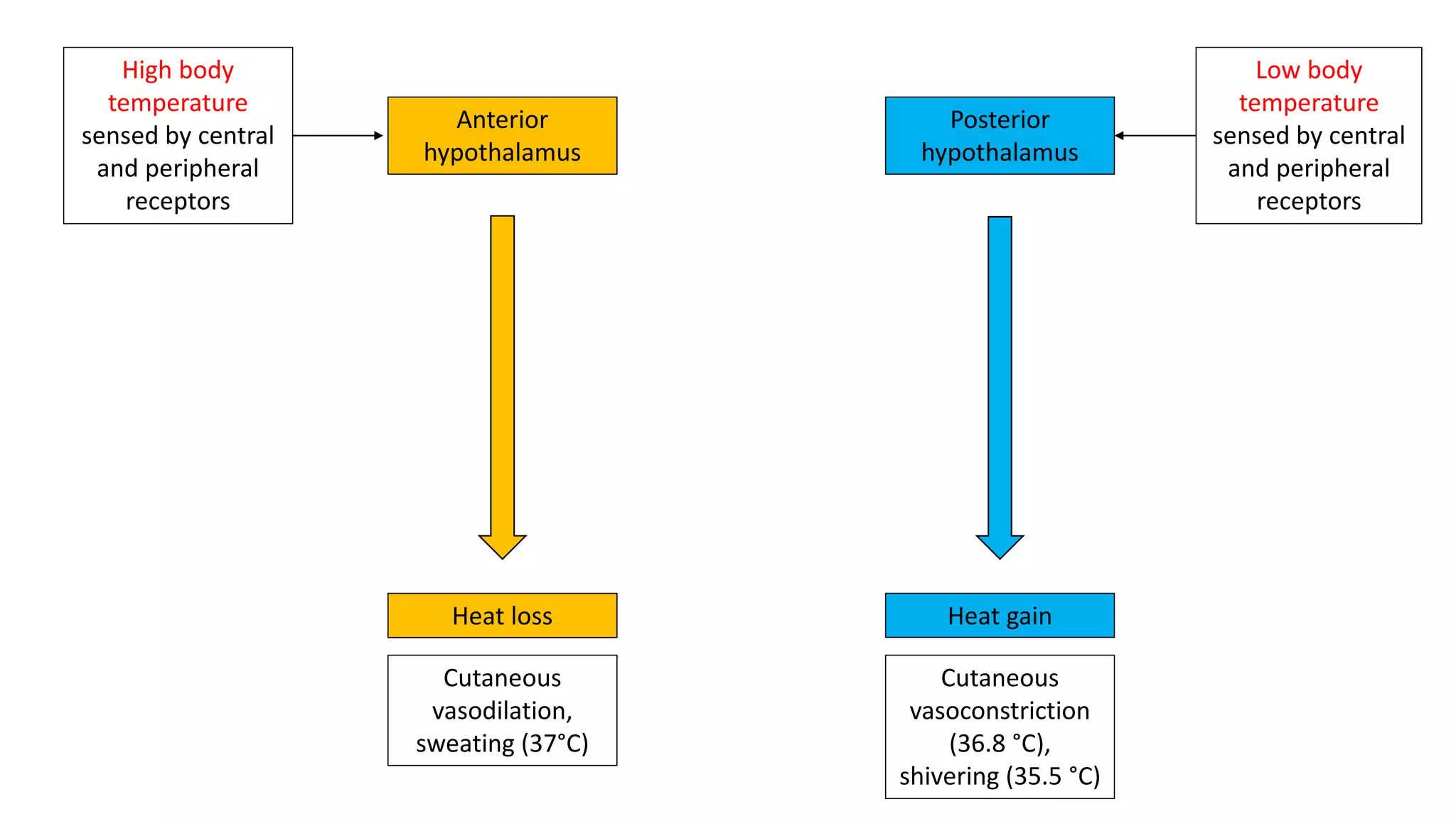 Physiology of hypothalamus | PPTX