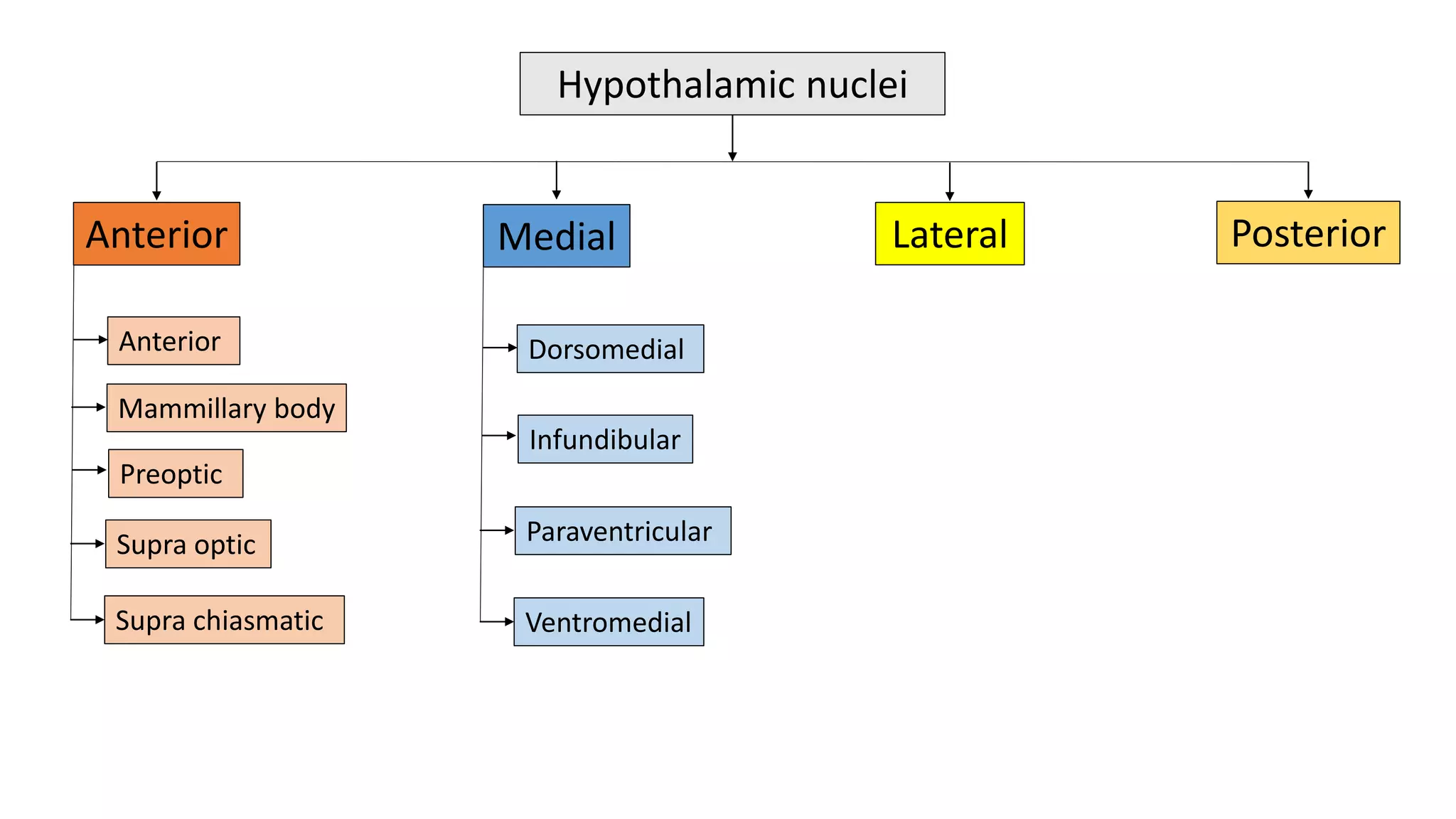 Physiology of hypothalamus | PPTX