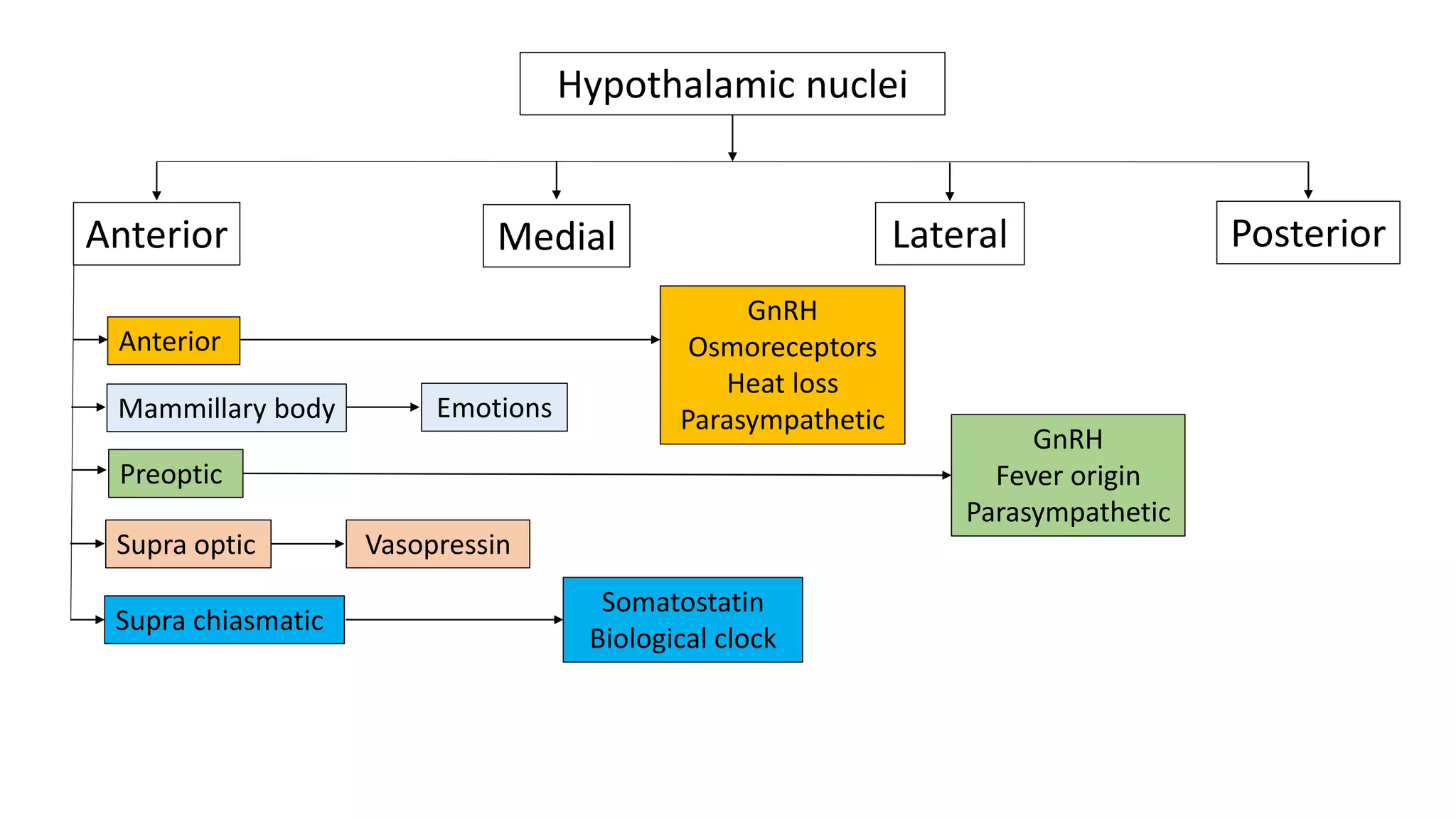 Physiology of hypothalamus | PPTX