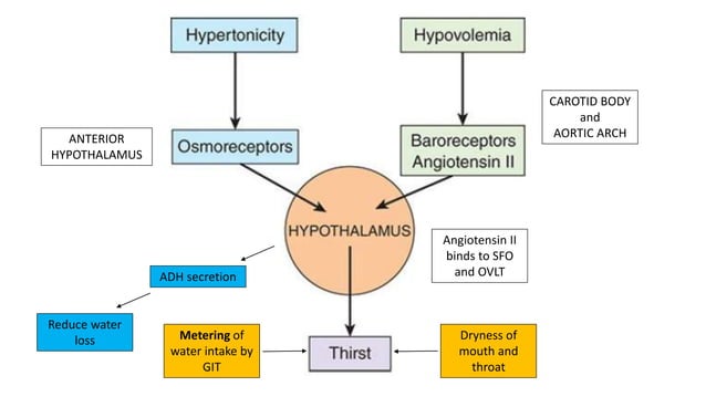 Physiology of hypothalamus | PPTX | Brain and Nervous System Disorders ...