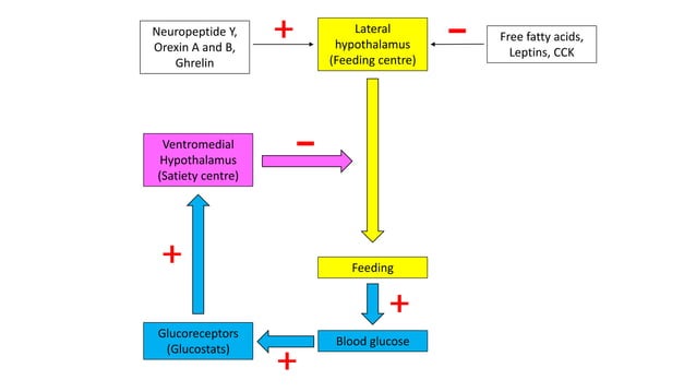 Physiology of hypothalamus | PPTX | Brain and Nervous System Disorders ...