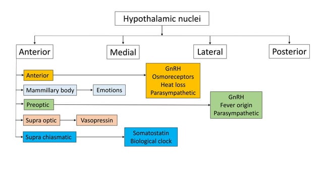 Physiology of hypothalamus | PPTX | Brain and Nervous System Disorders ...