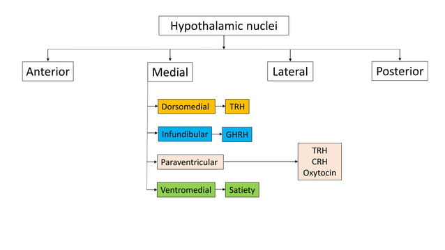 Physiology of hypothalamus | PPTX | Brain and Nervous System Disorders ...