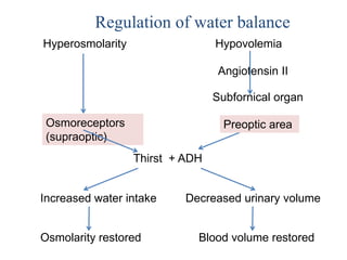 Hypothalamus 15 apr 2016 | PDF