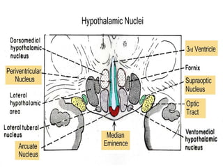 Hypothalamic Nuclei Functions
