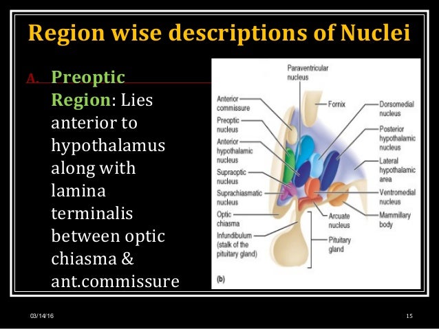 Hypothalamus (2)