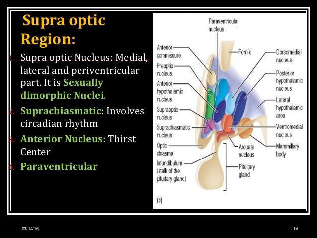 Hypothalamus (2)
