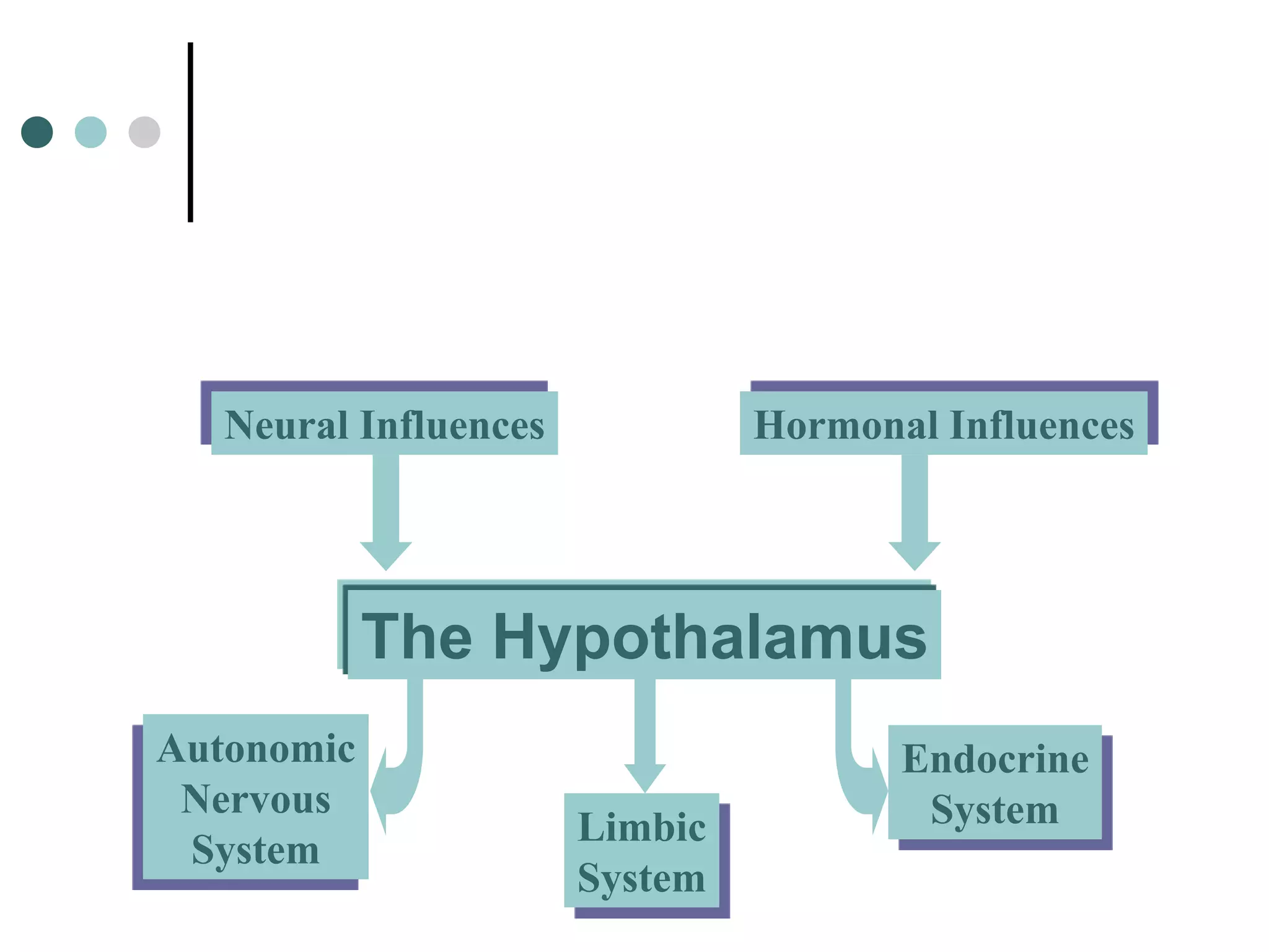 Hypothalamus.ppt | Endocrine and Metabolic Diseases | Diseases and ...